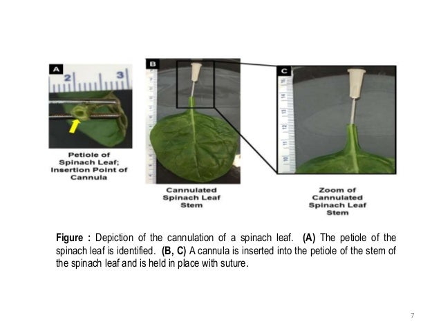 Crossing kingdoms-Using decellularized plants as perfusable tissue-