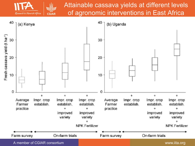 African Cassava Agronomy Initiative (ACAI): Taking agronomy to Scale in ...