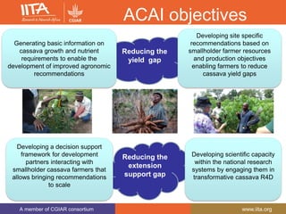 African Cassava Agronomy Initiative (ACAI): Taking agronomy to Scale in ...