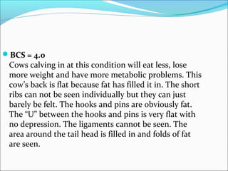 A calf per cow per year | PPT