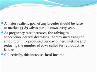 A calf per cow per year | PPT