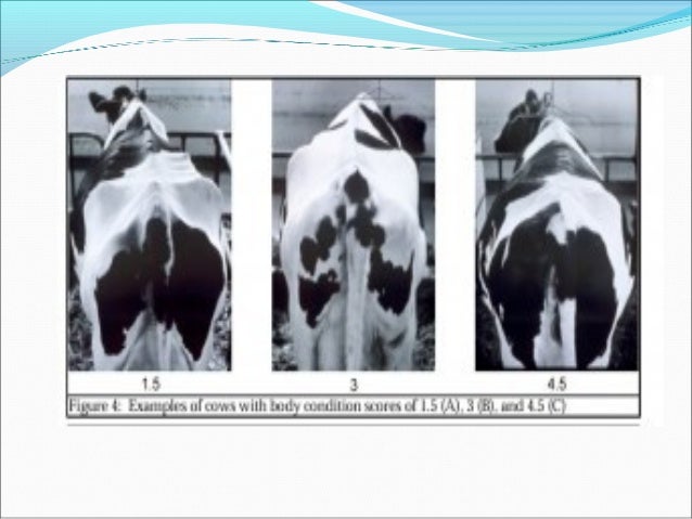 A Calf Per Cow Per Year