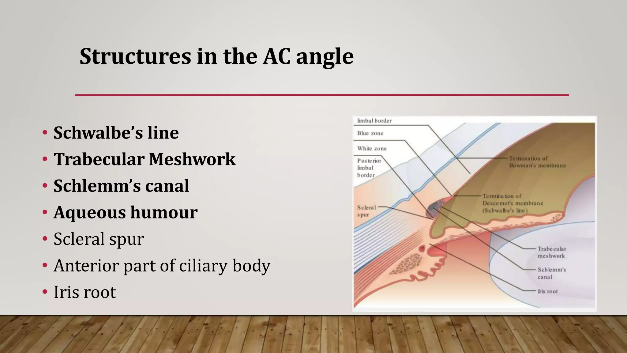 AC Anatomy- 1.pptx