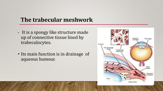 AC Anatomy- 1.pptx | Eye and Vision Conditions | Diseases and Conditions