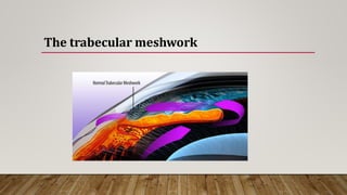 AC Anatomy- 1.pptx | Eye and Vision Conditions | Diseases and Conditions