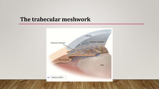 AC Anatomy- 1.pptx | Eye and Vision Conditions | Diseases and Conditions