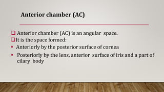 AC Anatomy- 1.pptx | Eye and Vision Conditions | Diseases and Conditions