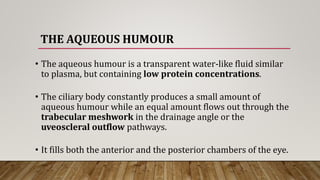 AC Anatomy- 1.pptx | Eye and Vision Conditions | Diseases and Conditions