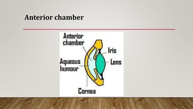 AC Anatomy- 1.pptx