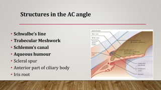AC Anatomy- 1.pptx | Eye and Vision Conditions | Diseases and Conditions