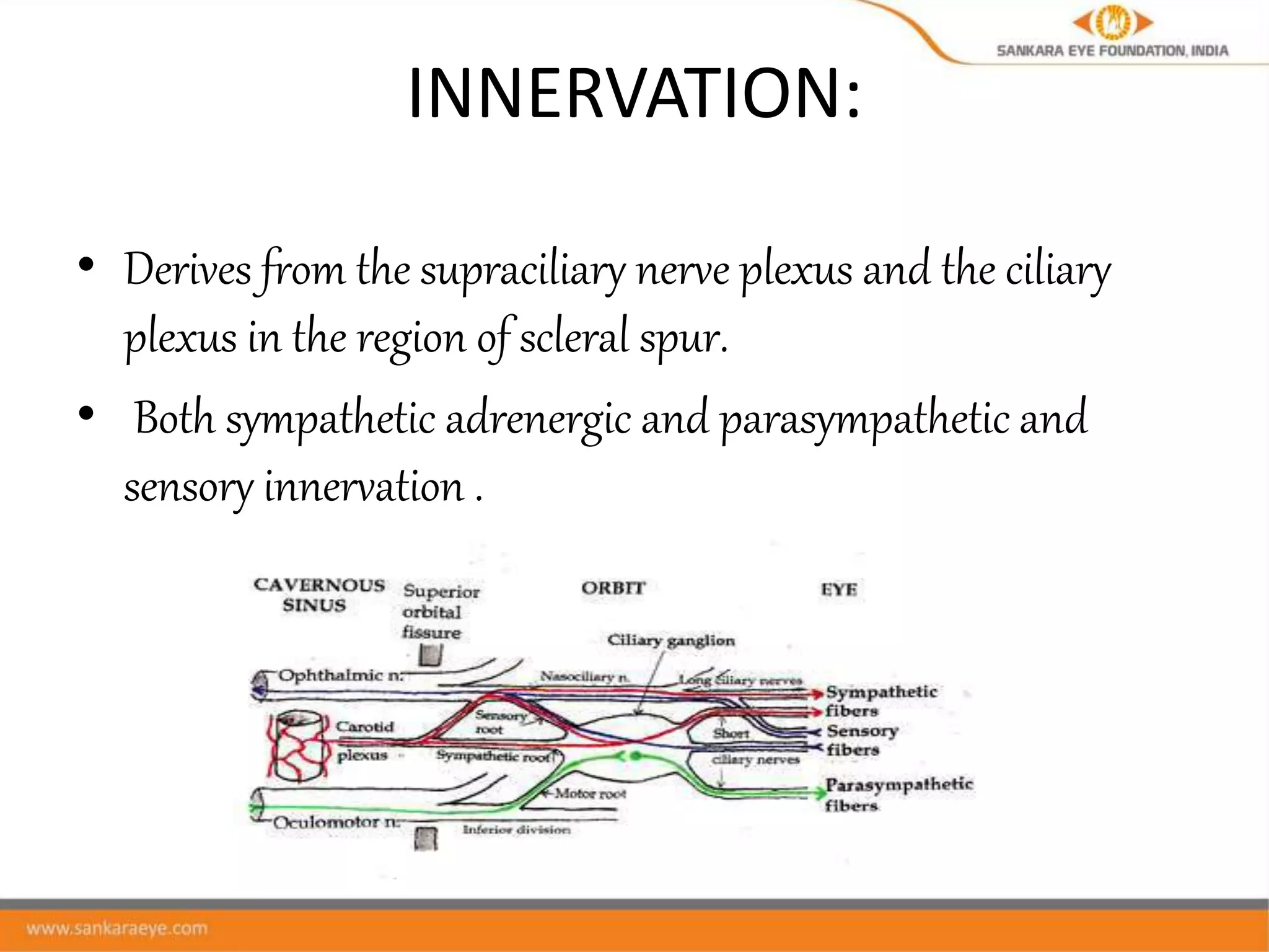 Anatomy of the anterior chamber and angle | PPTX