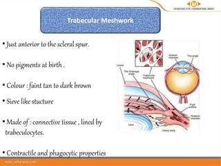 Anatomy of the anterior chamber and angle | PPTX