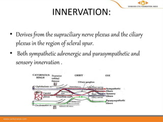Anatomy of the anterior chamber and angle | PPTX