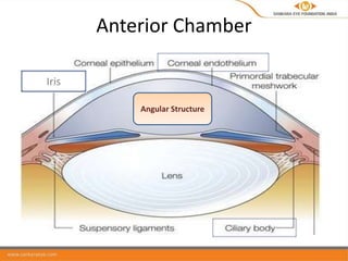 Anatomy of the anterior chamber and angle | PPTX
