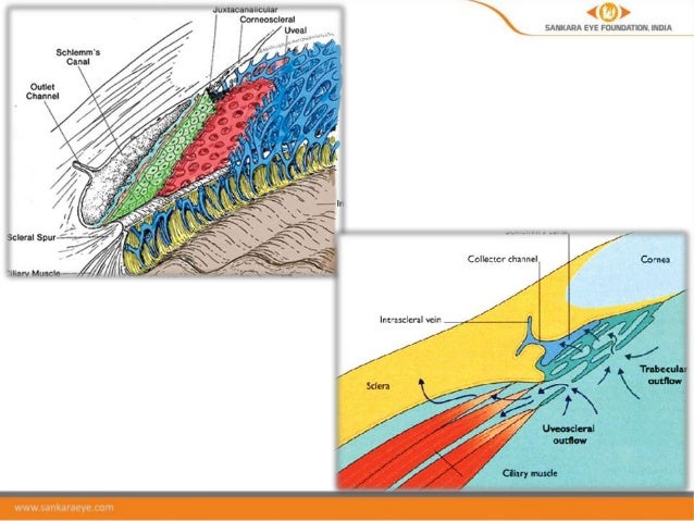 Anatomy of the anterior chamber and angle