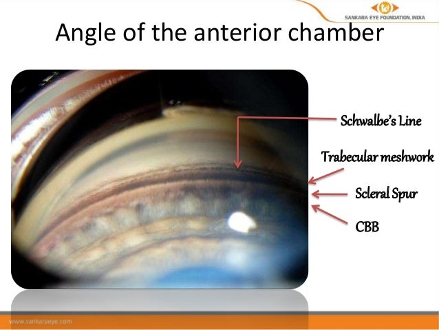 Anatomy of the anterior chamber and angle