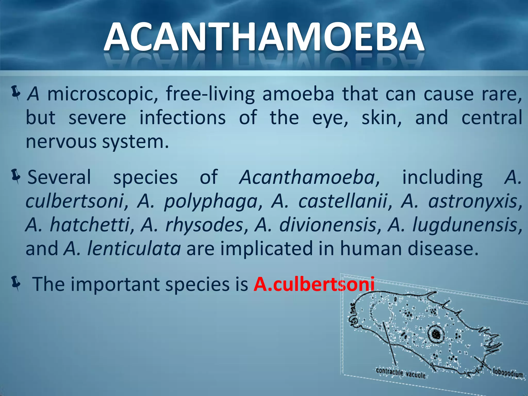 Acanthamoeba | PDF
