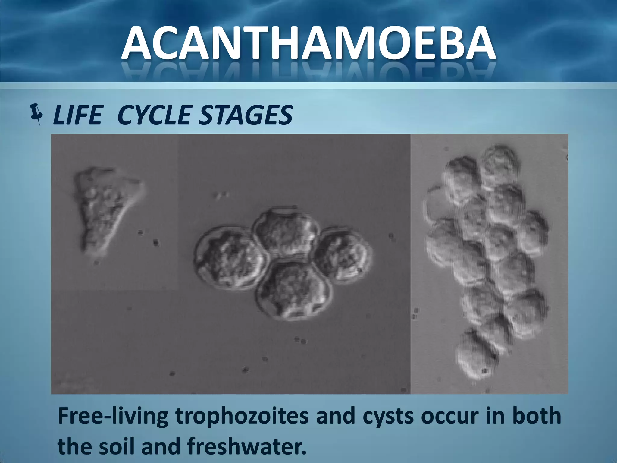 Acanthamoeba | PDF