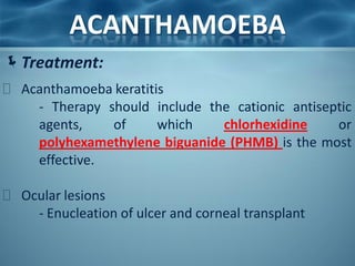 Acanthamoeba | PDF