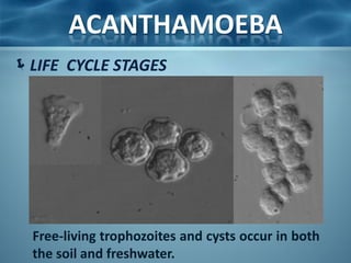 Acanthamoeba | PDF