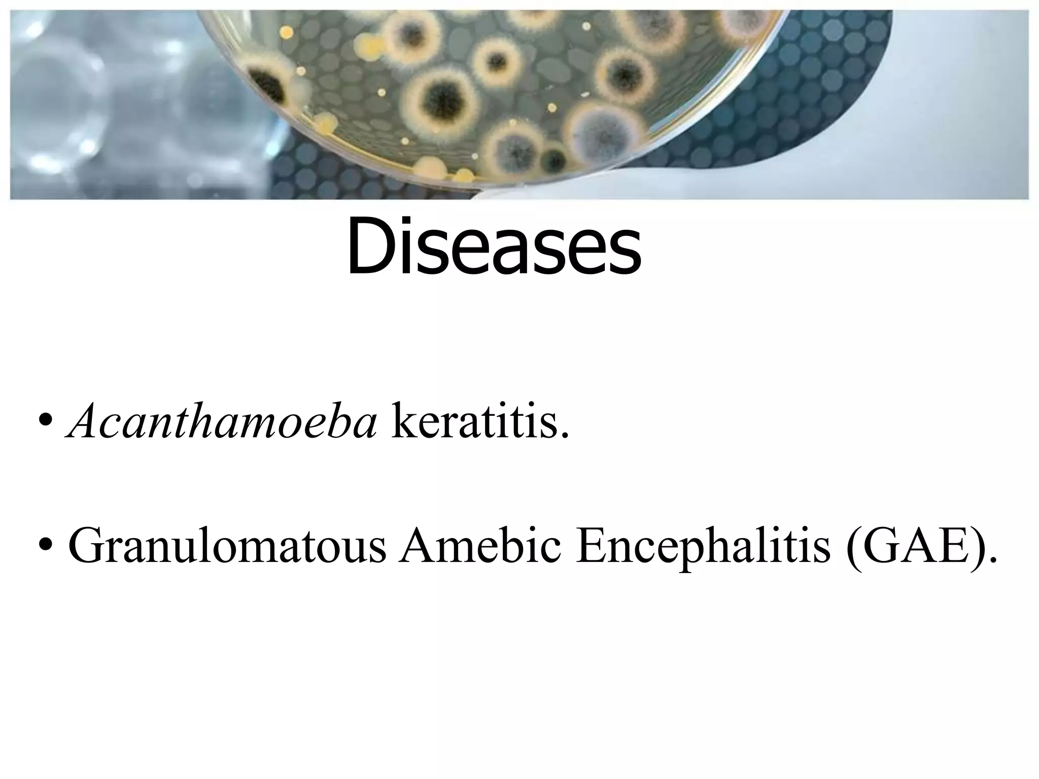 Acanthamoeba | PPTX