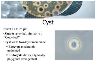 Acanthamoeba | PPTX