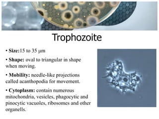 Acanthamoeba Trophozoite