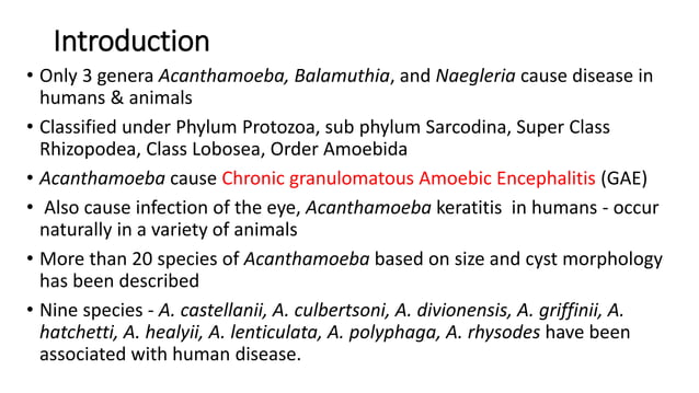 Acanthamoeba - GAE | PPTX | Eye and Vision Conditions | Diseases and ...
