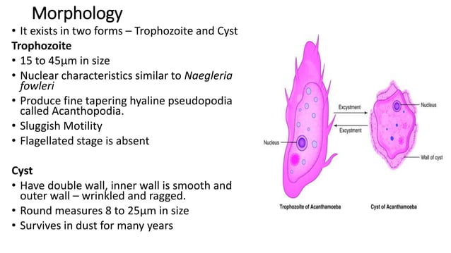 Acanthamoeba - GAE | PPTX | Eye and Vision Conditions | Diseases and ...
