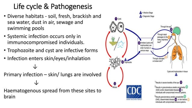 Acanthamoeba - GAE | PPTX | Eye and Vision Conditions | Diseases and ...