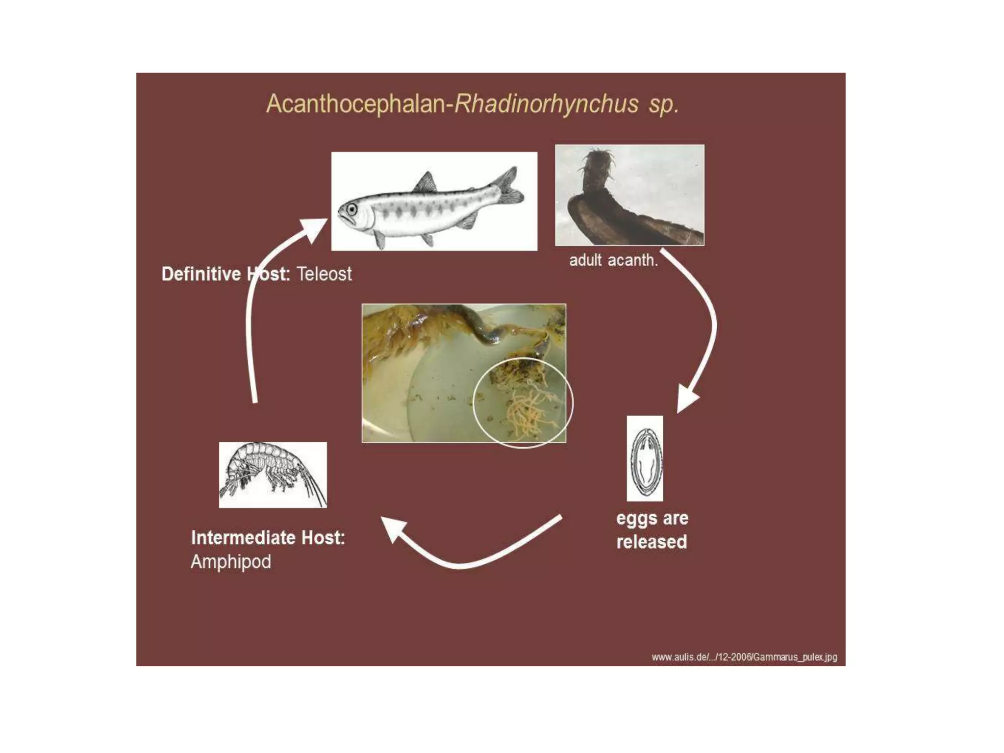 Acanthocephalan parasitic disease in fishes | PPT