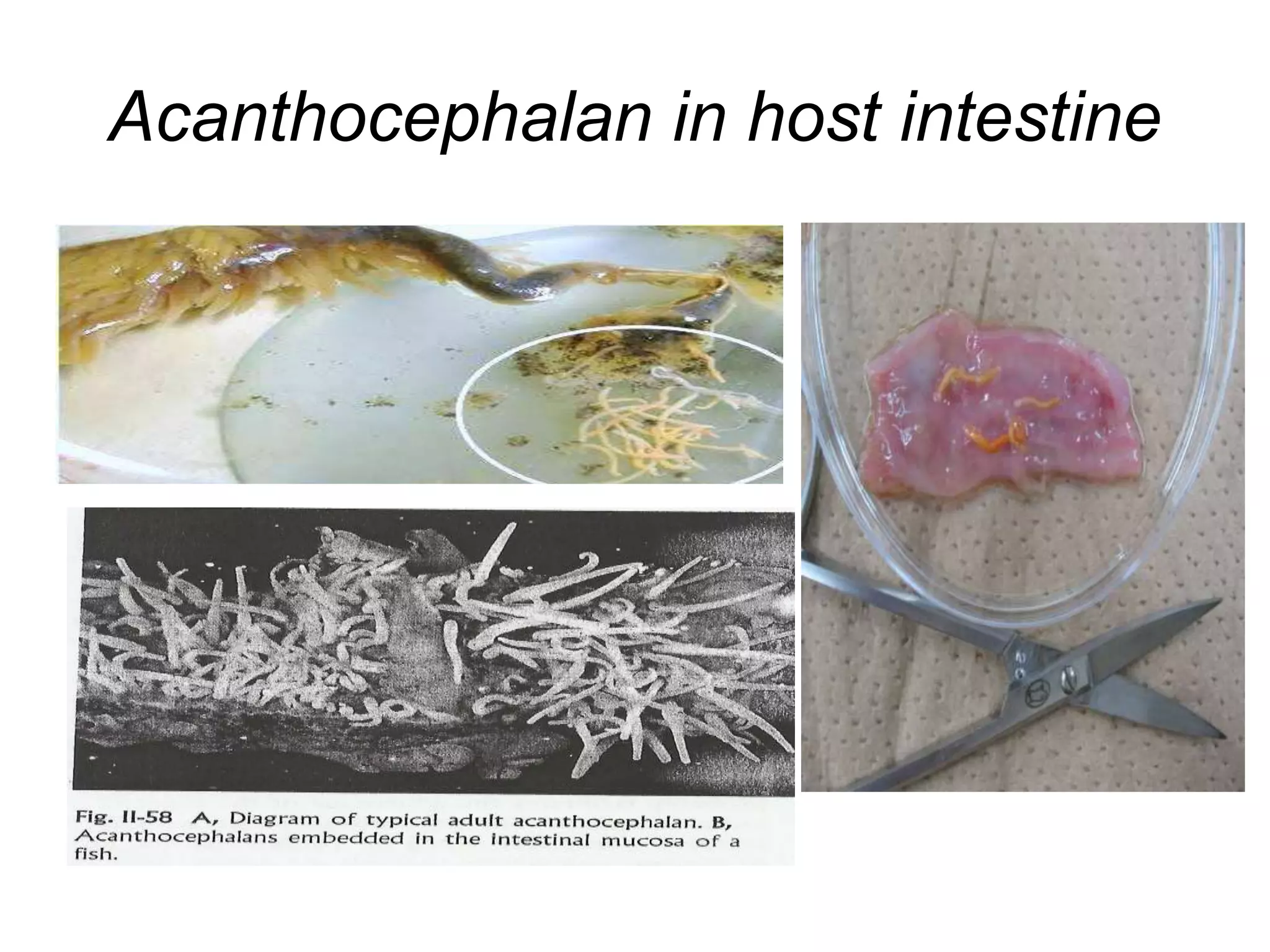 Acanthocephalan parasitic disease in fishes | PPT