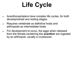 Acanthocephalan parasitic disease in fishes | PPT