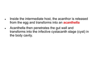 Acanthocephalan parasitic disease in fishes | PPT