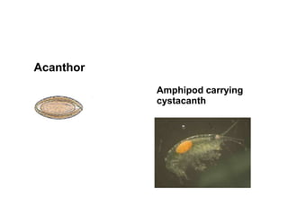 Acanthocephalan parasitic disease in fishes | PPT