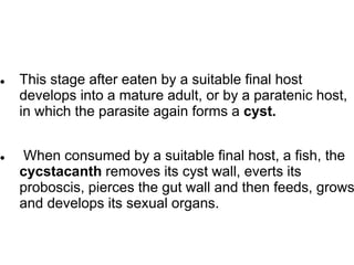Acanthocephalan parasitic disease in fishes | PPT
