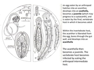 Acanthocephalan parasitic disease in fishes | PPT