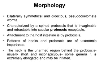 Acanthocephalan parasitic disease in fishes | PPT