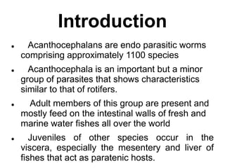 Phylum Acanthocephala