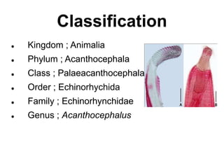 Phylum Acanthocephala