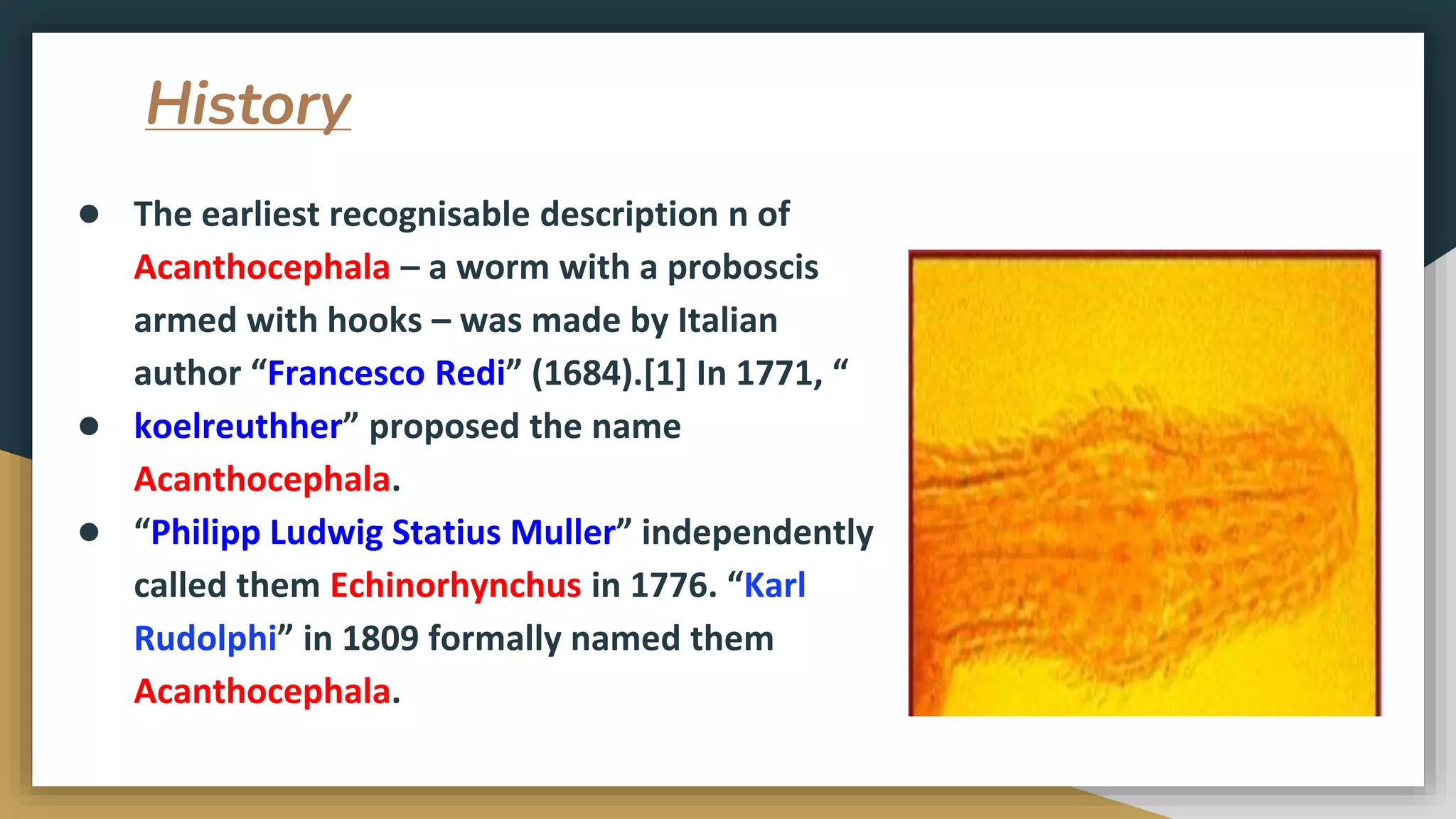 Acanthocephala .pptx