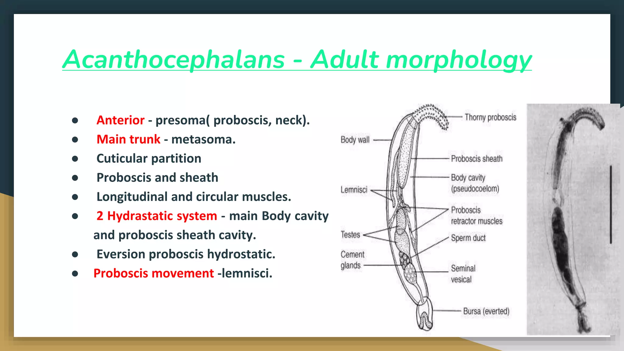 Acanthocephala .pptx