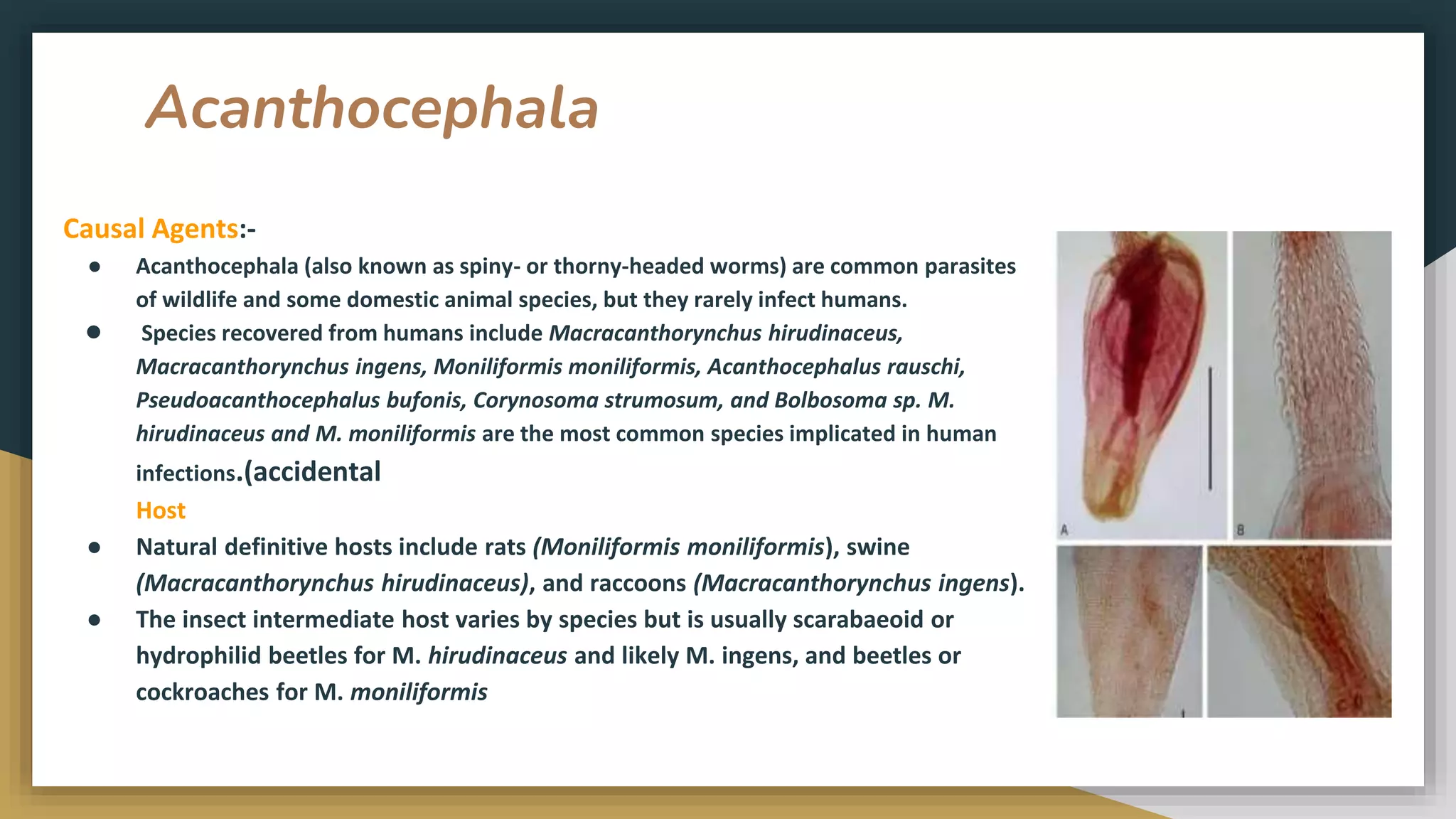 Acanthocephala .pptx