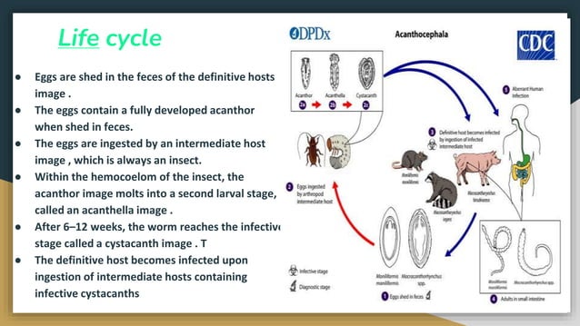 Acanthocephala .pptx | Biological Sciences | Science