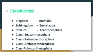 Acanthocephala .pptx