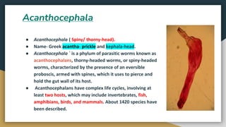 Acanthocephala .pptx
