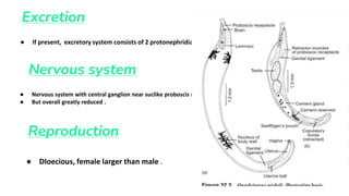 Acanthocephala .pptx