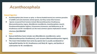 Acanthocephala .pptx