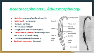 Acanthocephala .pptx