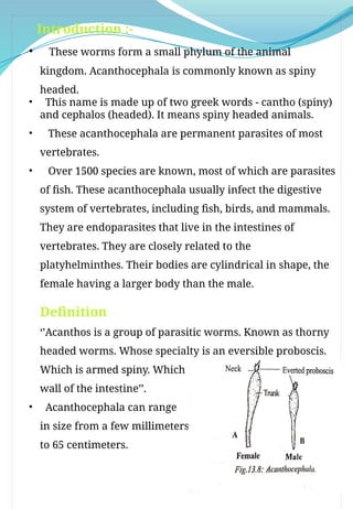 Organization and general characters of ACANTHOCEPHALA PPT.pptx